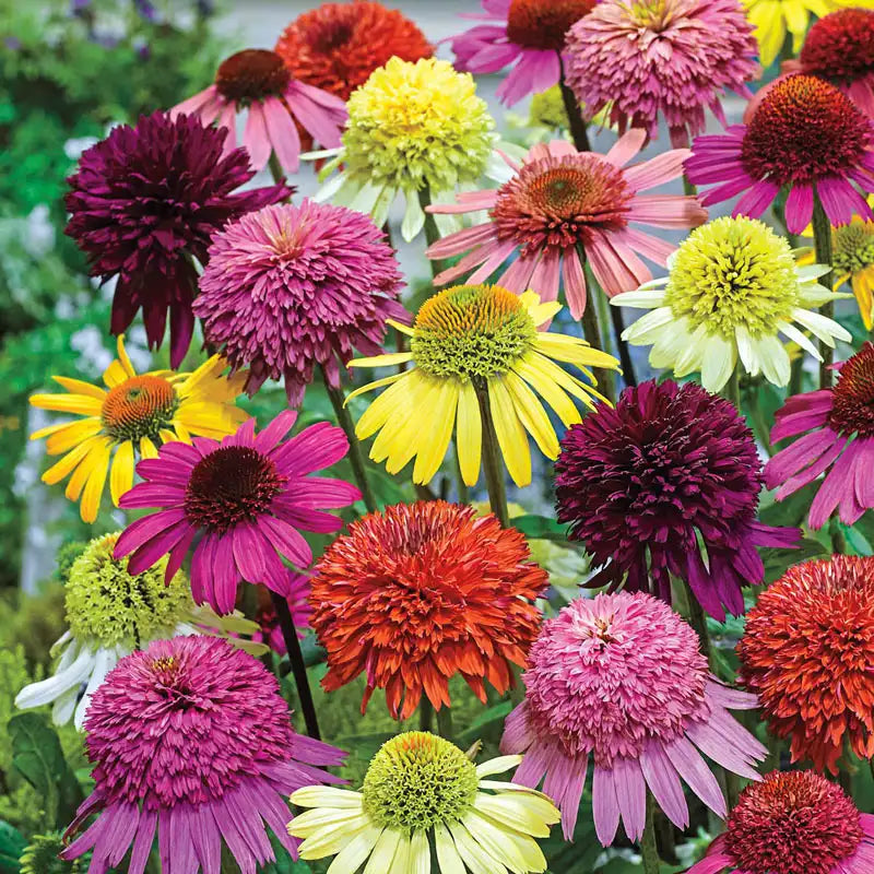 Hybrid Coneflower Mix at Gurney's Seed & Nursery Co. Seed & Nursery