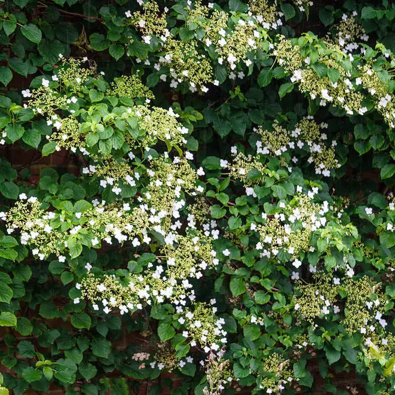 Climbing Hydrangea | Gurney's Seed & Nursery Co.