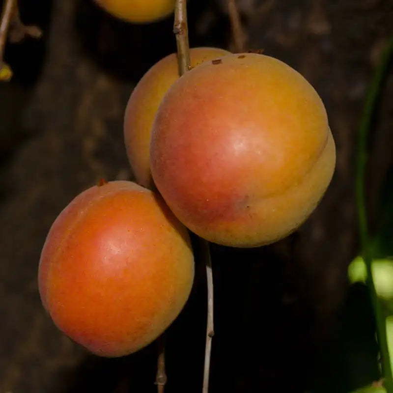 Katy Apricot Tree | Gurney's Seed & Nursery Co.