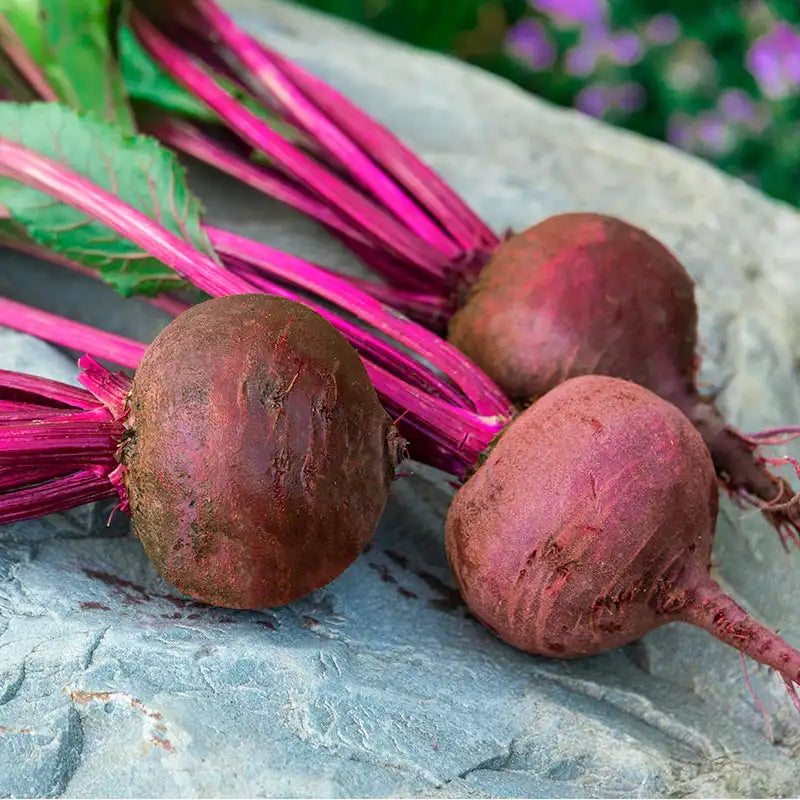 Red Titan Hybrid Beet Seed | Gurney's Seed & Nursery Co.