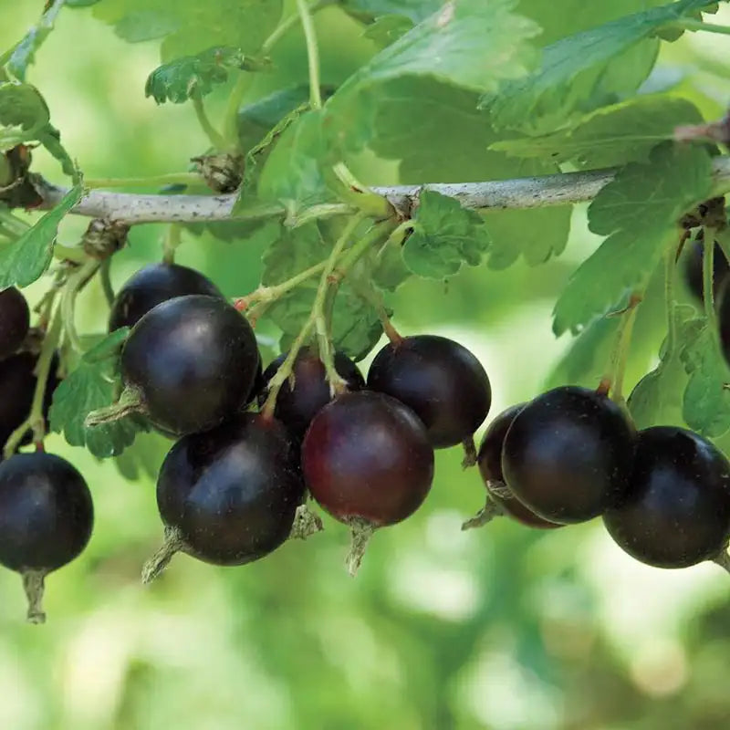 Jostaberry | Gurney's Seed & Nursery Co.