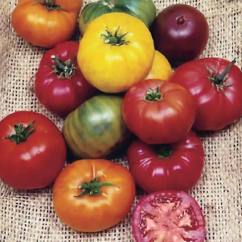Heirloom Rainbow Blend Tomato | Gurney's Seed & Nursery Co.