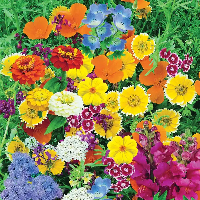 Magic Carpet Mix | Gurney's Seed & Nursery Co.