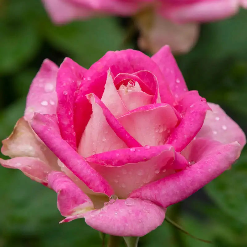 Painted Porcelain Hybrid Tea Rose | Gurney's Seed & Nursery Co.
