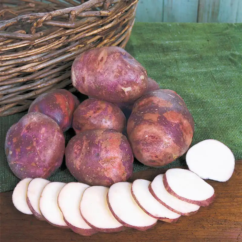 Purple Viking Potato | Gurney's Seed & Nursery Co.