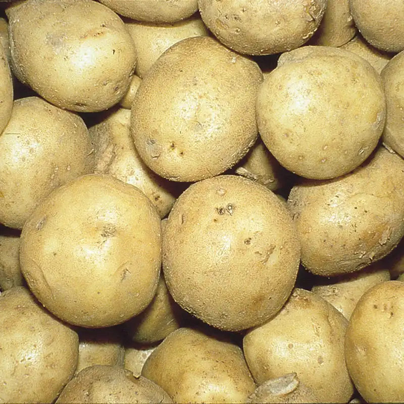 Kennebec Potato | Gurney's Seed & Nursery Co.