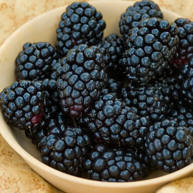 Natchez Blackberries: Thornless Blackberry Plants from Gurney's Seed ...