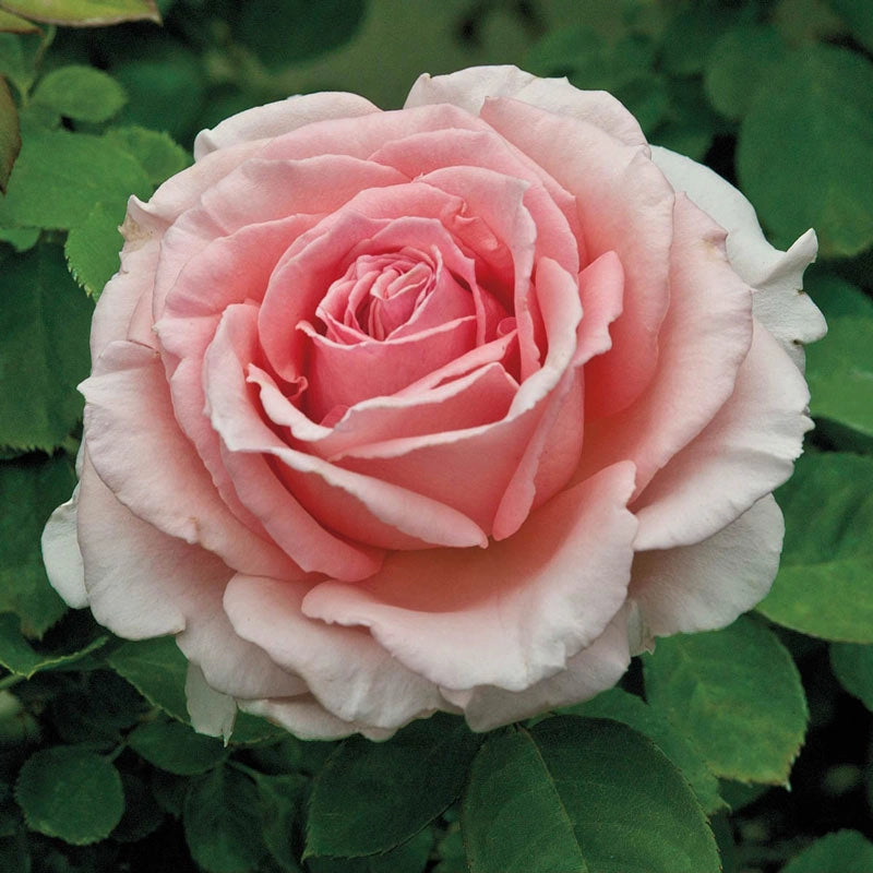 Pearly Gates™ Climbing Rose | Gurney's Seed & Nursery Co.