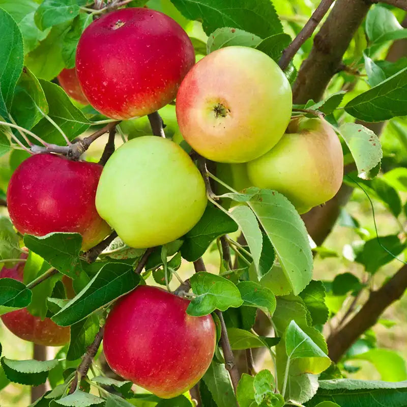 Gurney's Seed & Nursery Co. Double Delicious 2-IN-1 Apple Tree: Fruit Trees