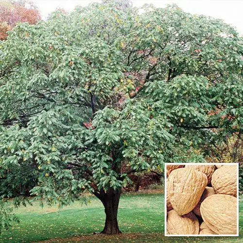 Hardy English Walnut Tree | Gurney's Seed & Nursery Co.