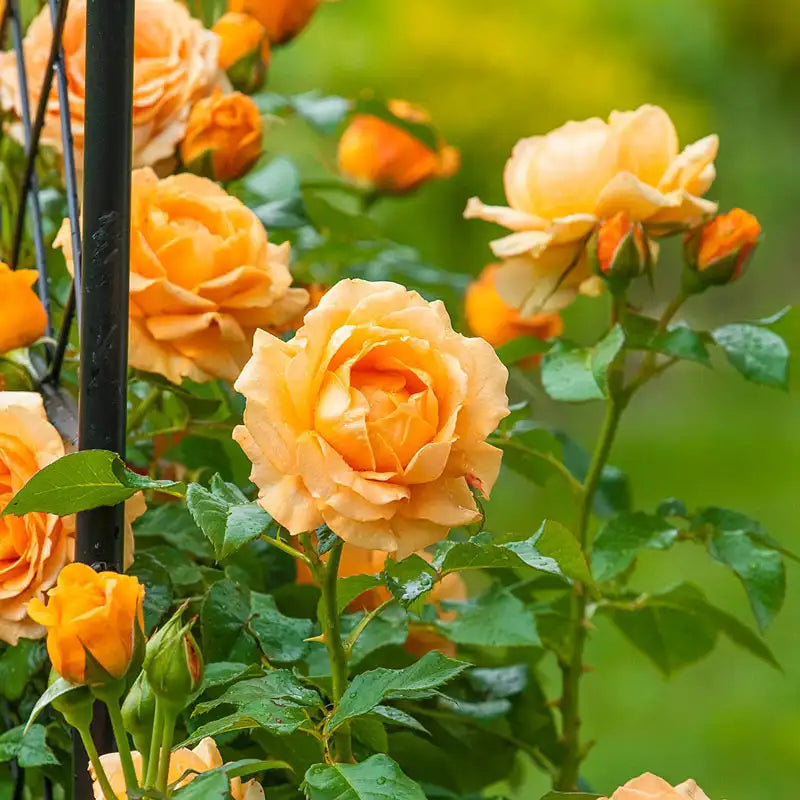 Golden Opportunity Climbing Rose | Gurney's Seed & Nursery Co.