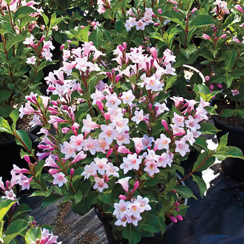 Polka Weigela: Shrubs that Attract Hummingbirds & Pollinators – Gurney ...