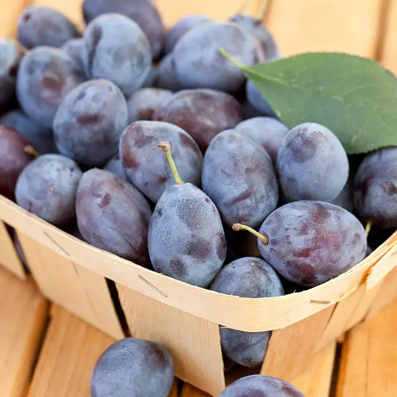 Blue Damson Plum Tree: Heirloom Fruit Trees from Gurney's Seed ...