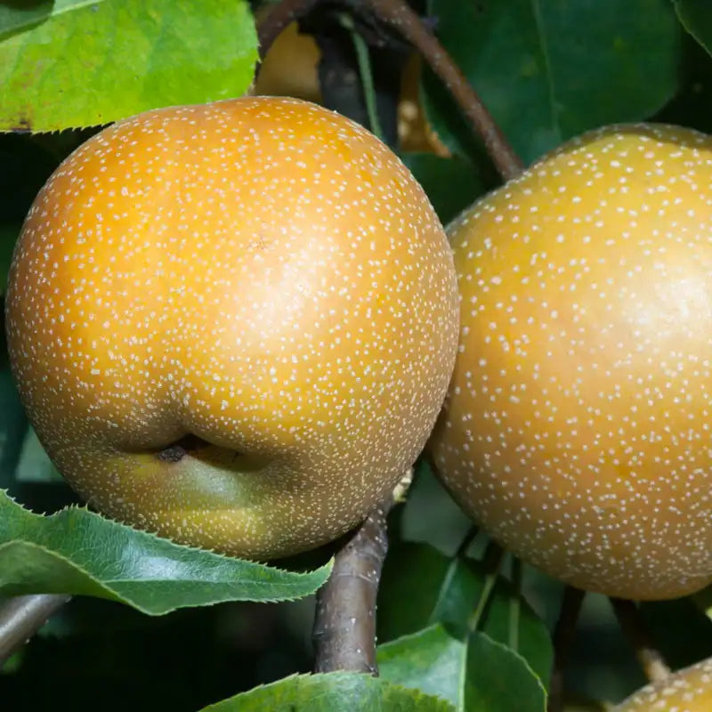 20th Century Asian Pear Tree: Fruit Trees from Gurney's Seed & Nursery Co.