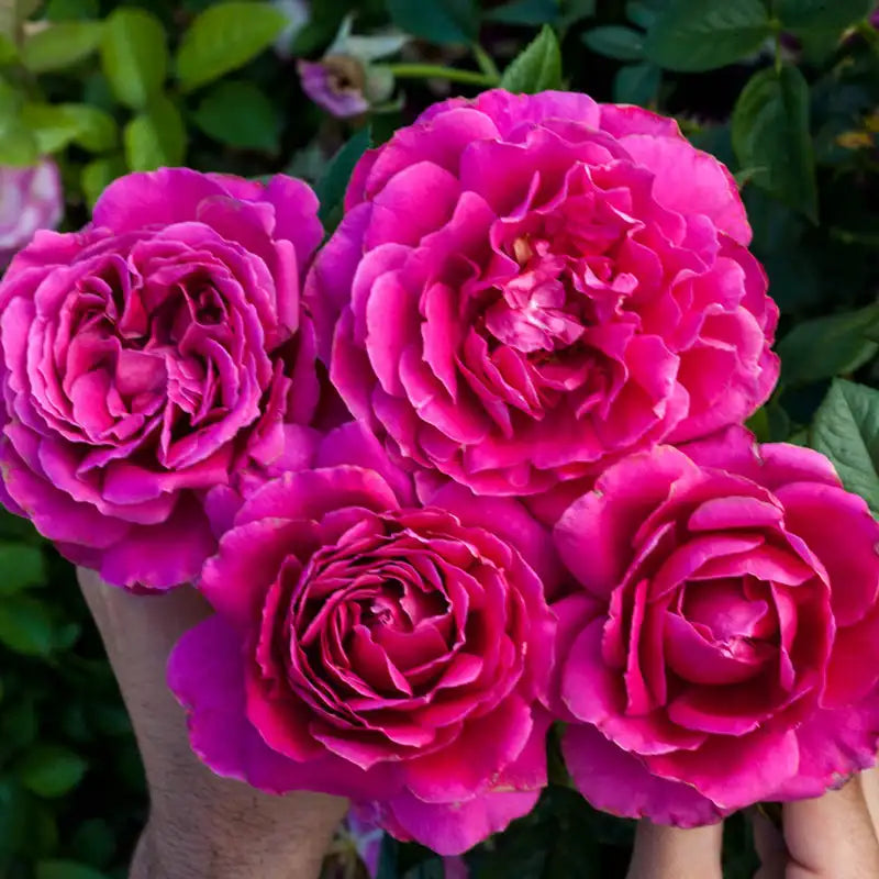 Pretty Lady Rose Hybrid Tea Rose: Jumbo Bareroot Roses – Gurneys