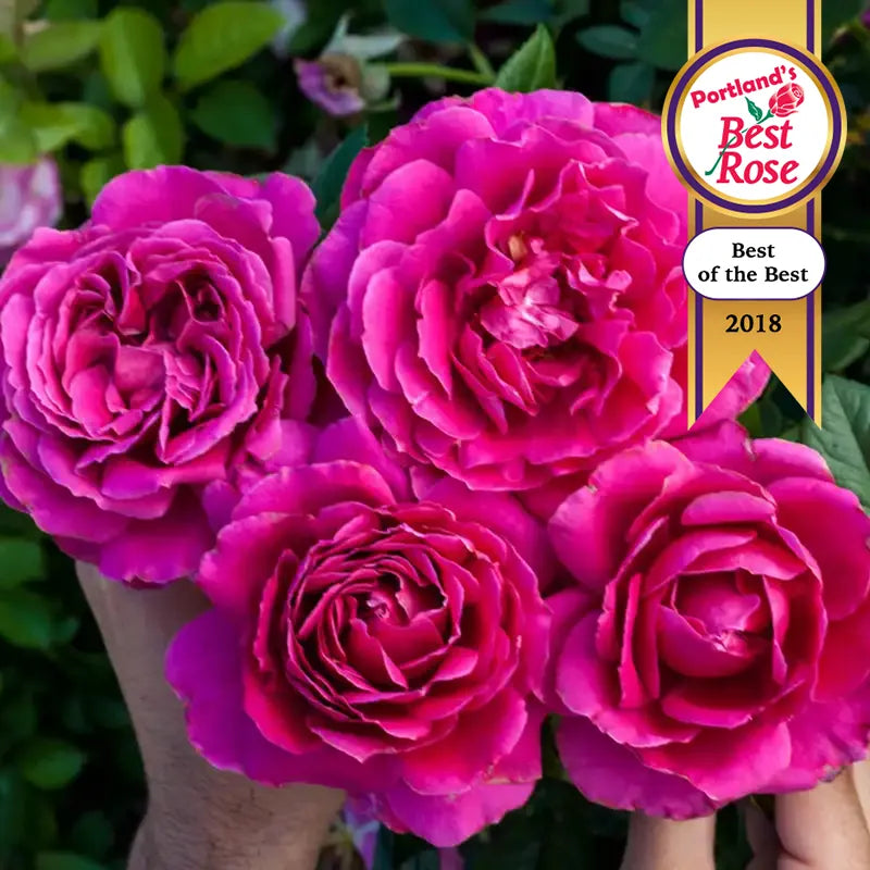 Pretty Lady Rose Hybrid Tea Rose: Jumbo Bareroot Roses – Gurney's Seed ...