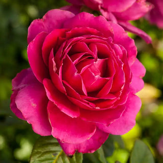 Pretty Lady Rose Hybrid Tea Rose: Jumbo Bareroot Roses – Gurneys
