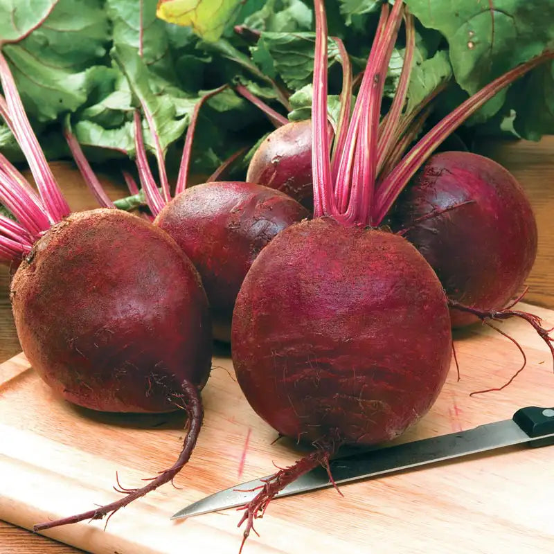 Harrier Hybrid Beet Seed | Gurney's Seed & Nursery Co.