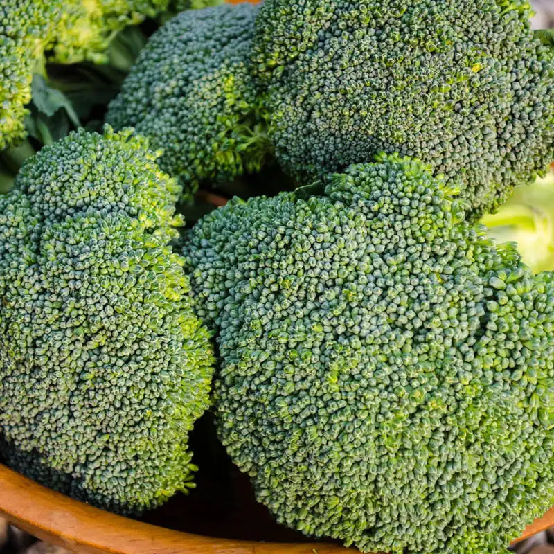 Green Magic Hybrid Broccoli | Gurney's Seed & Nursery Co.