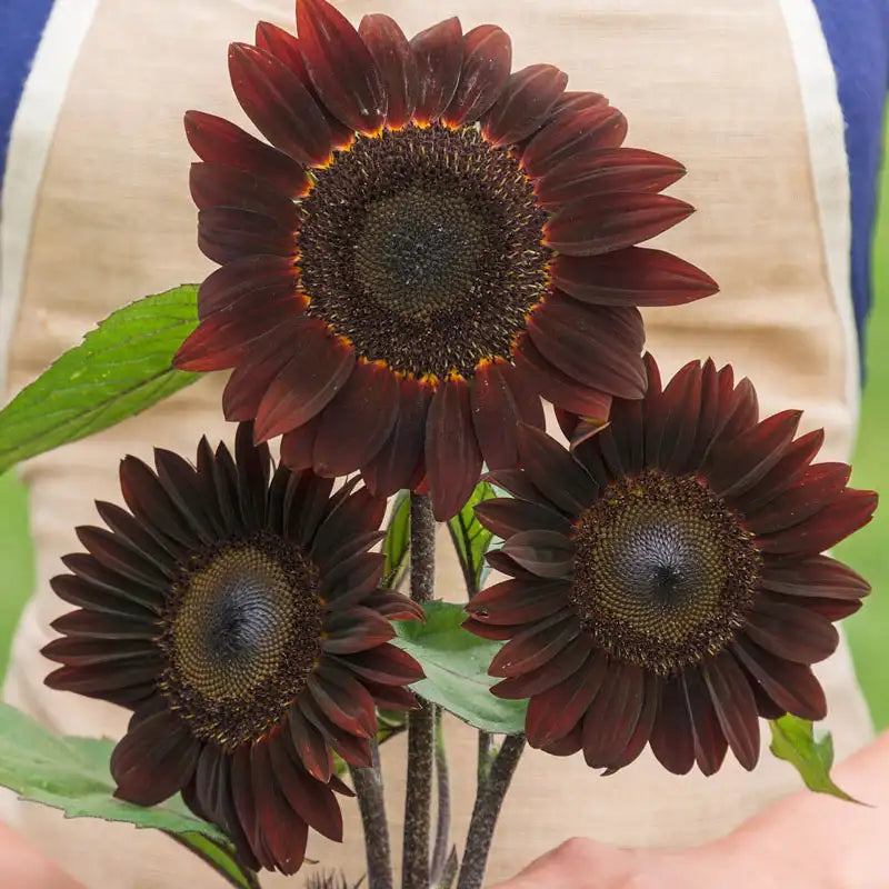 Rouge Royale Sunflower Seeds | Flower Seed from Gurney's Seed & Nursery Co.