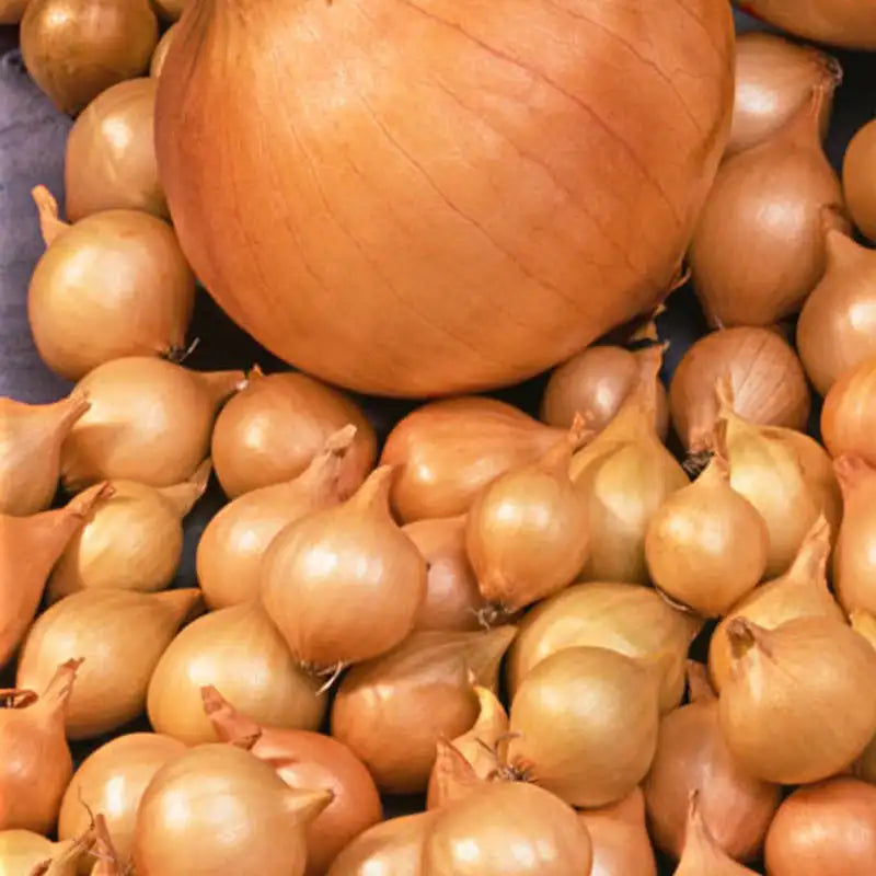Stuttgarter Reisen Onion Sets | Onions from Gurney's Seed & Nursery Co.