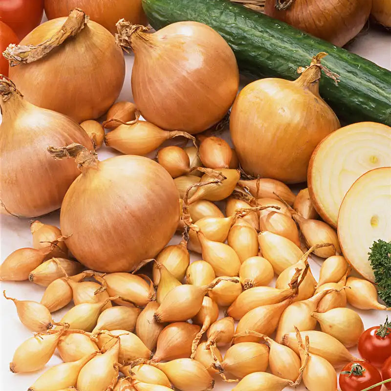 Sturon Onion Sets - Sweet Onions | Gurney's Seed & Nursery Co.