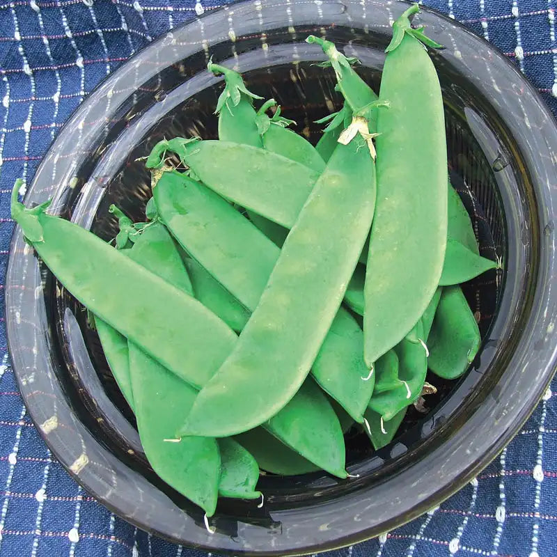 Avalanche Snow Pea Seed | Gurney's Seed & Nursery Co.