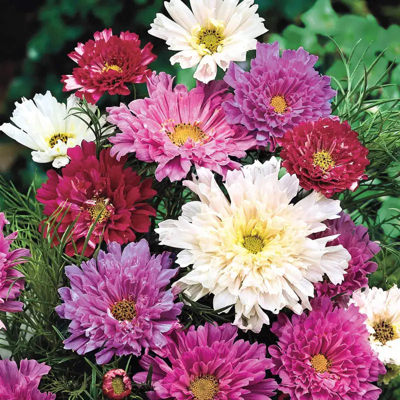 Double Click Cosmos Seed for Sale - Double Click Mix | Gurney's Seed ...