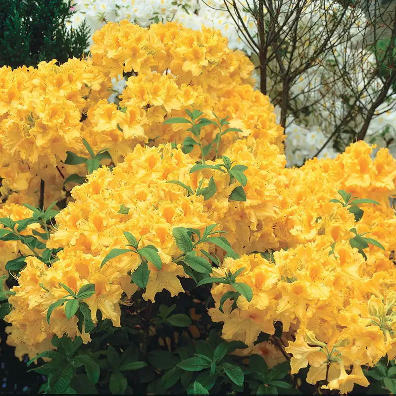 Golden Lights Hardy Azalea | Gurney's Seed & Nursery Co.