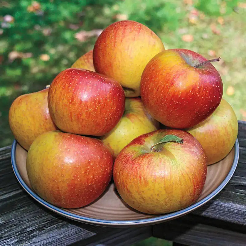 Rubinette Apple Tree | Gurney's Seed & Nursery Co.