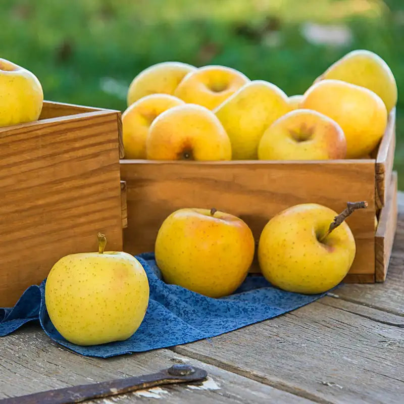 Crunch A Bunch Apple Tree Gurney S Seed Nursery Co