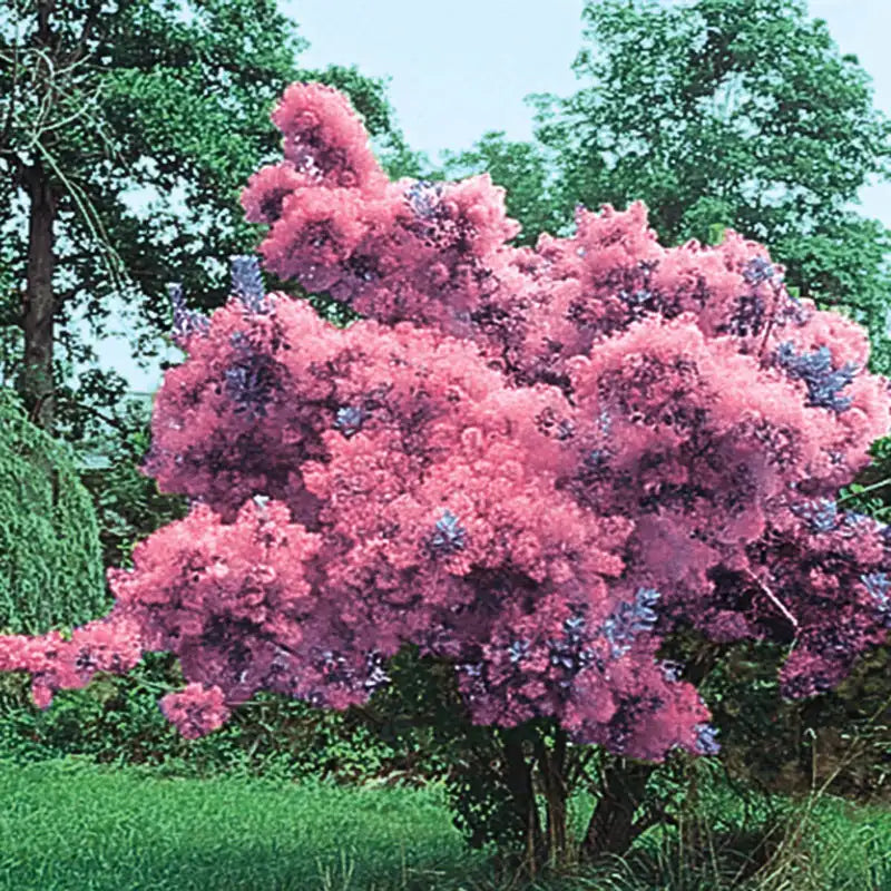 Purple Smoketree | Gurney's Seed & Nursery Co. Flowering Trees