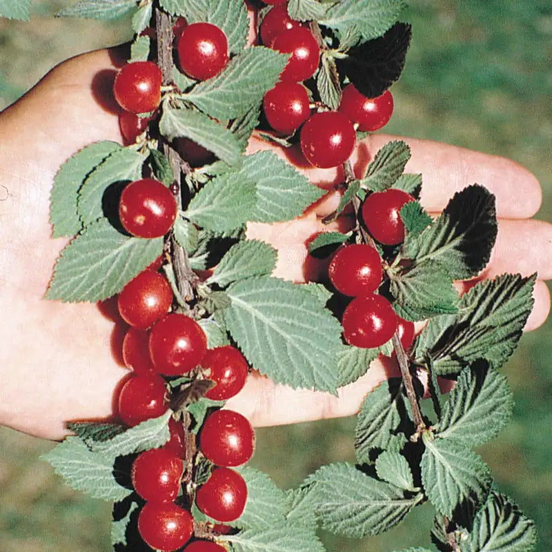 Nanking Bush Cherry Tree | Gurney's Seed & Nursery Co.