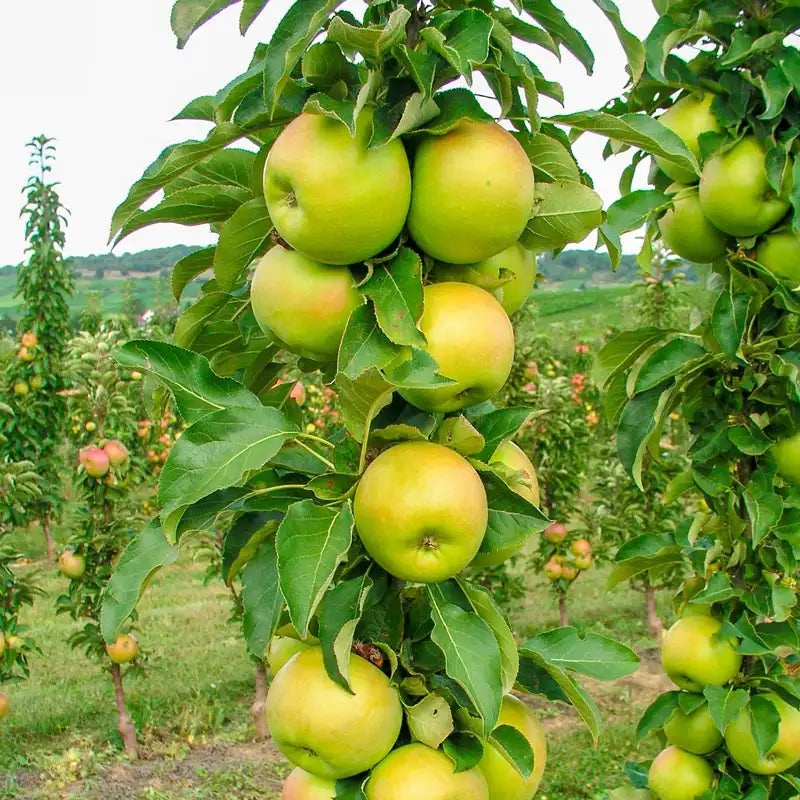Tangy Green™ Fruit Snacks™ Apple Tree | Gurney's Seed & Nursery Co.