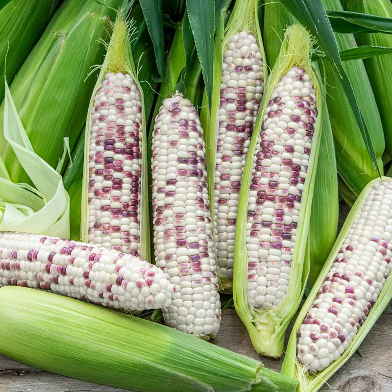 Wild Violet Hybrid Sweet Corn | Gurney's Seed & Nursery Co.