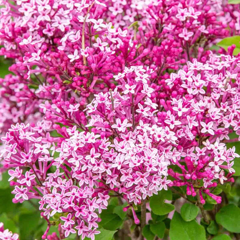 Be Right Back™ Lilac – Gurney's Seed & Nursery Co.