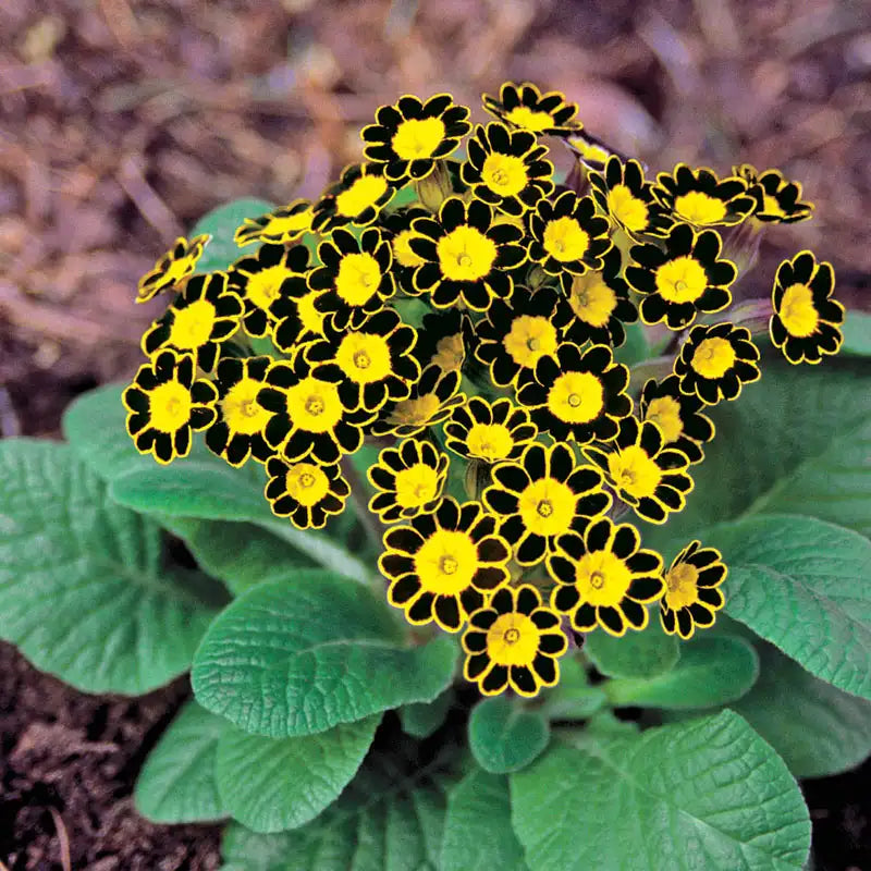 Bumblebee Primrose for Sale | Gurney's Seed & Nursery Co.