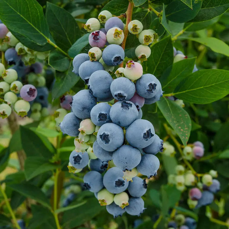 Misty Southern Highbush Blueberry – Gurney's Seed & Nursery Co.