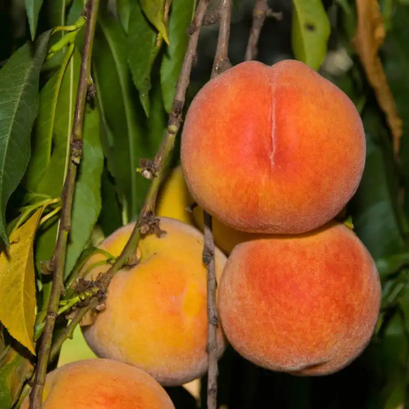 Loring Peach Tree – Gurney's Seed & Nursery Co.