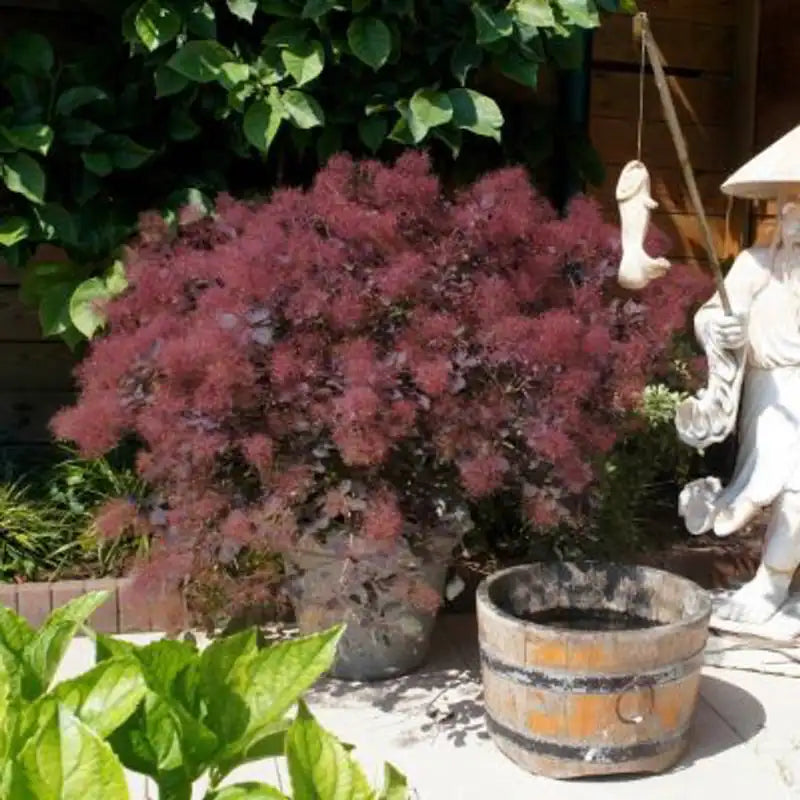 Dusty Maiden Smoketree – Gurney's Seed & Nursery Co.