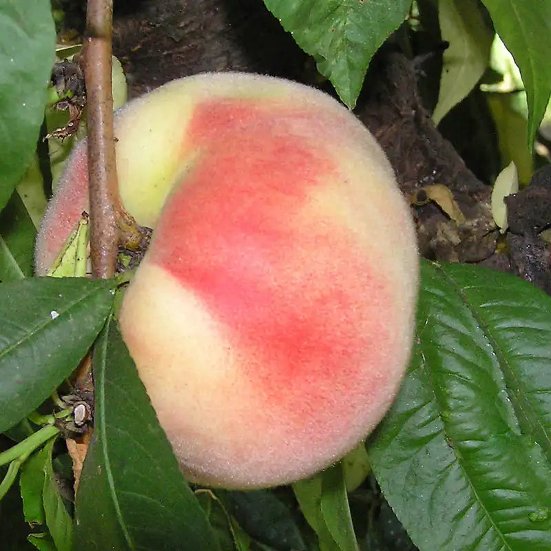 Snow White Peach Tree – Gurney's Seed & Nursery Co.