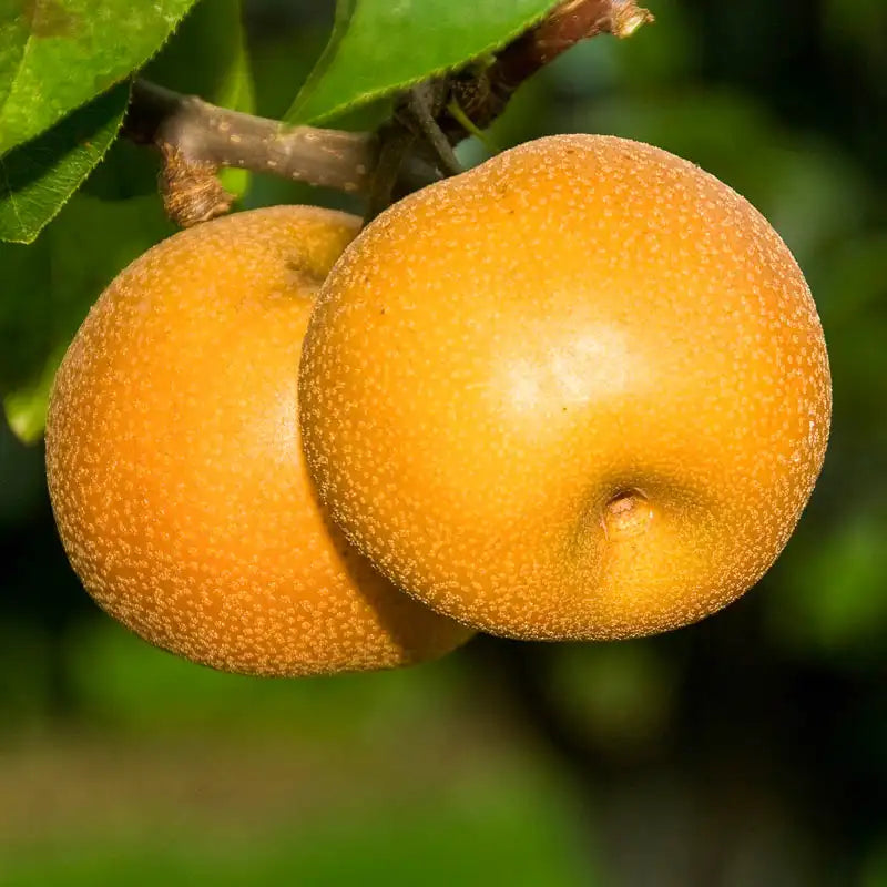 Hosui Asian Pear Tree – Gurney's Seed & Nursery Co.
