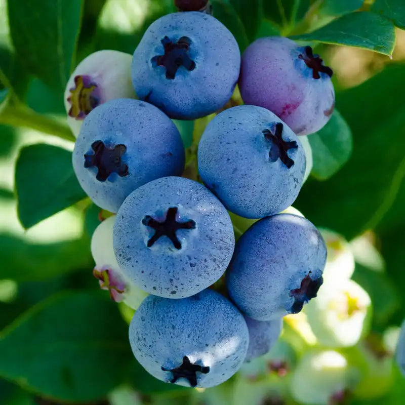 Elliot Blueberry Hedge – Gurney's Seed & Nursery Co.