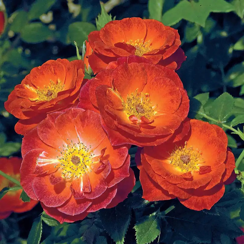 Buy Smoke Rings Miniature Rose | Roses for Sale | Gurney's Seed ...