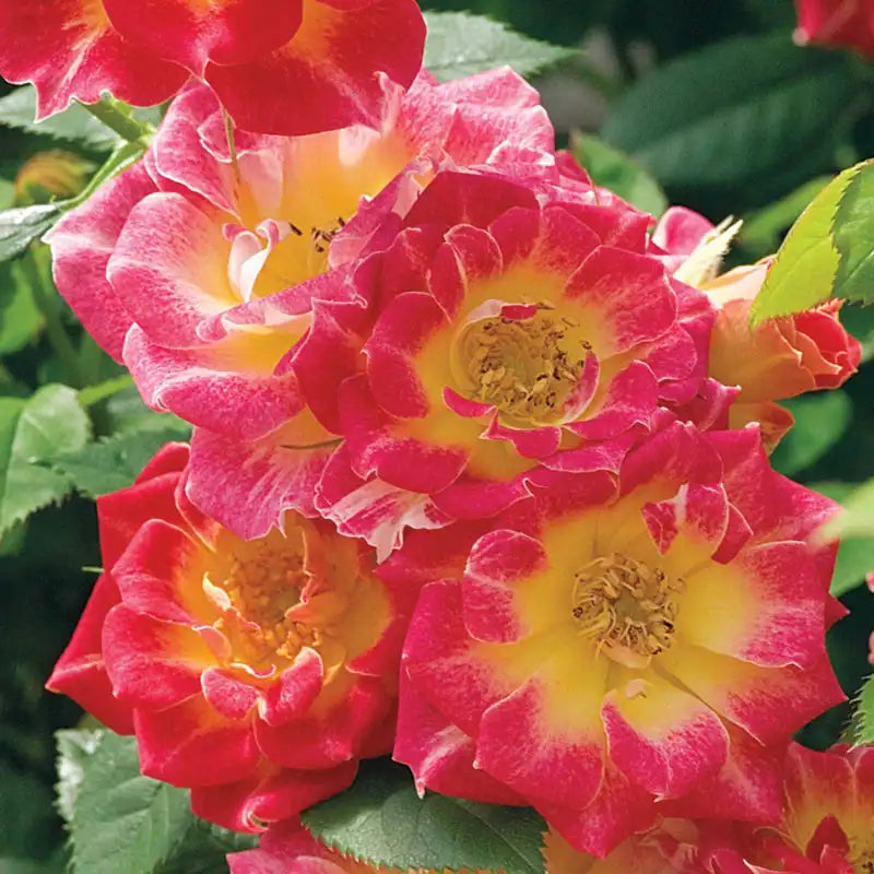 Tiddly Winks Miniature Rose | Gurney's Seed & Nursery Co.
