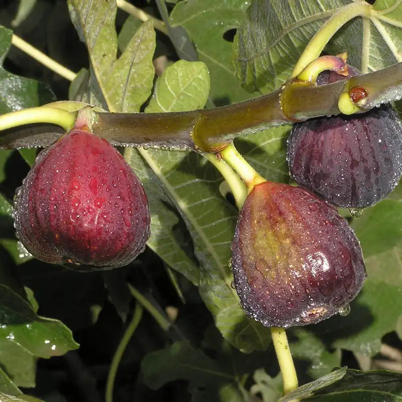 Italian Everbearing Fig | Buy Fig Trees Online | Gurney's Seed ...