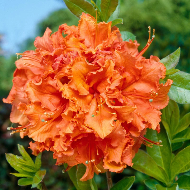 Buy Gibraltar Azalea Plants | Shop Online at Gurney's Seed & Nursery Co.