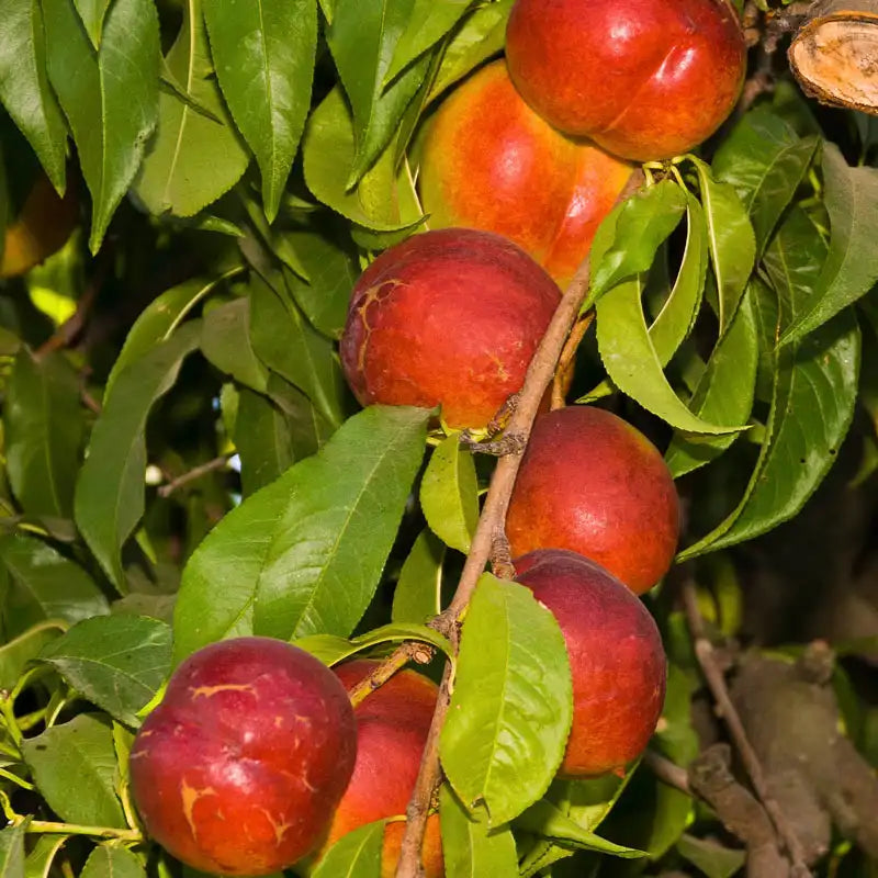 Fantasia Nectarine Tree | Gurney's Seed & Nursery Co.