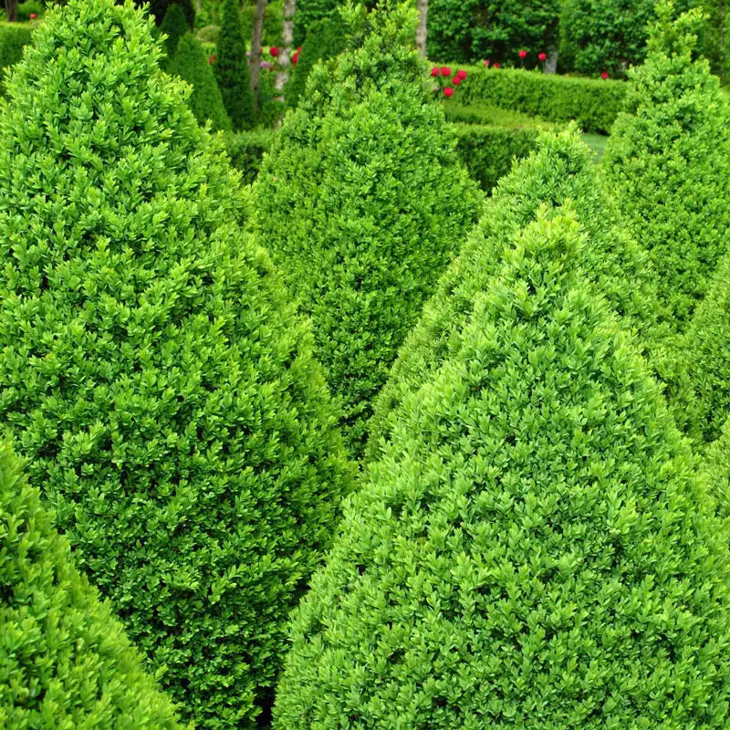 Green Mountain Boxwood Hedge | Shop Online at Gurney's Seed & Nursery Co.