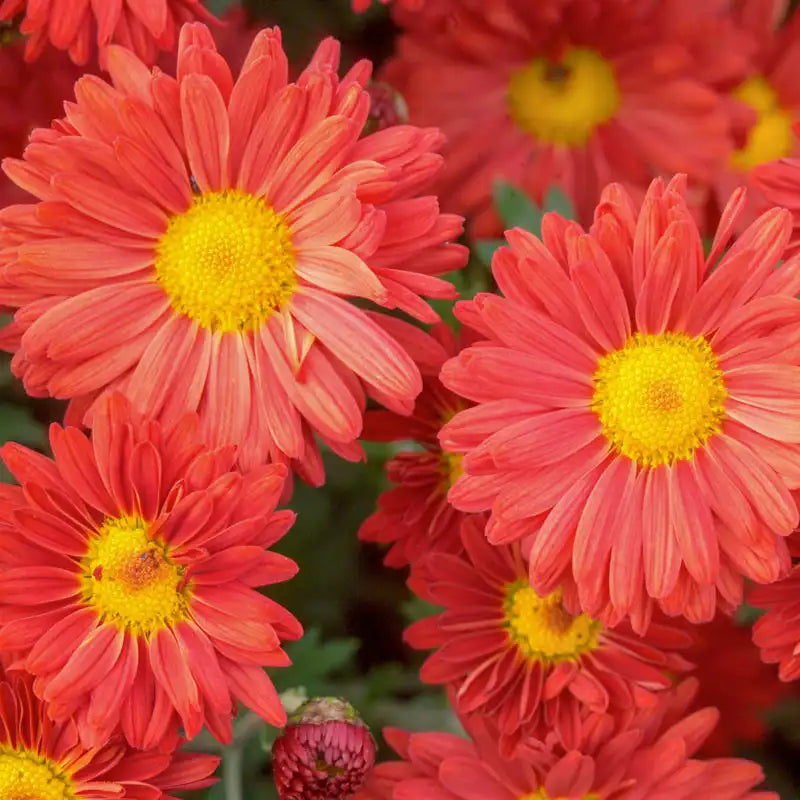 Red Daisy Mammoth Mum | Gurney's Seed & Nursery Co.